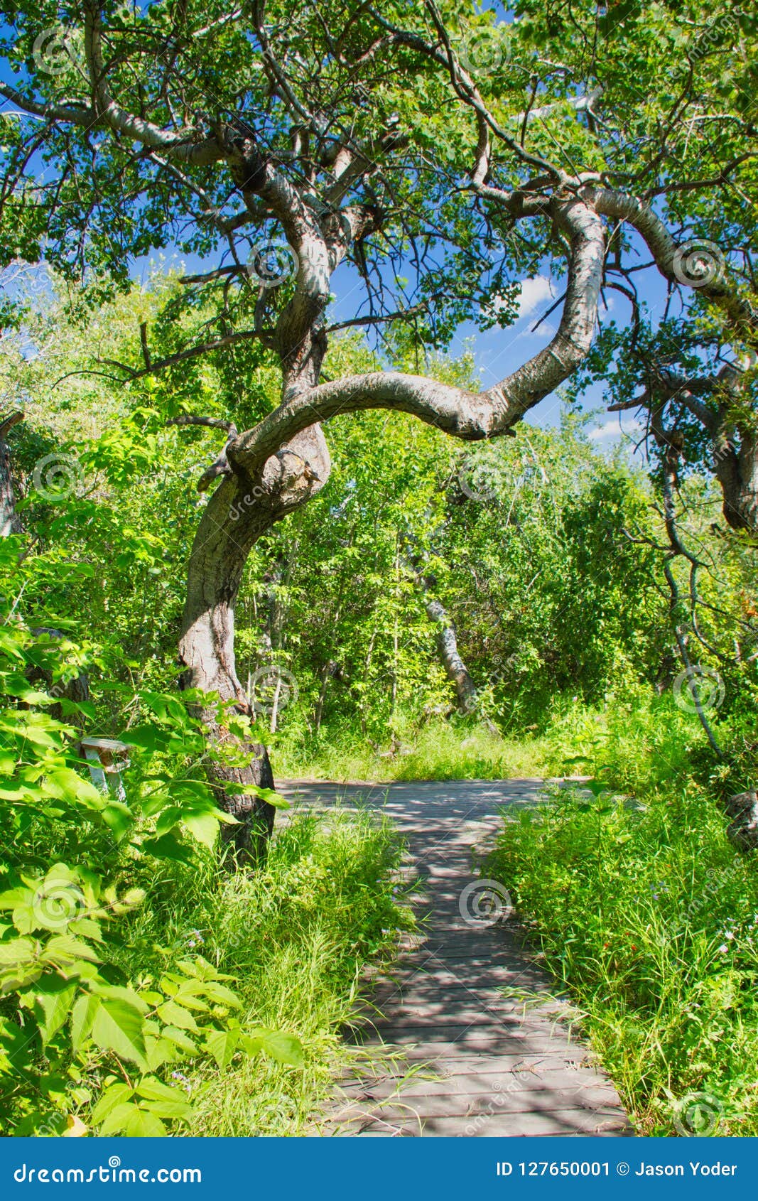 A Trail through the Crooked Bush of Saskatchewan Stock Image - Image of ...