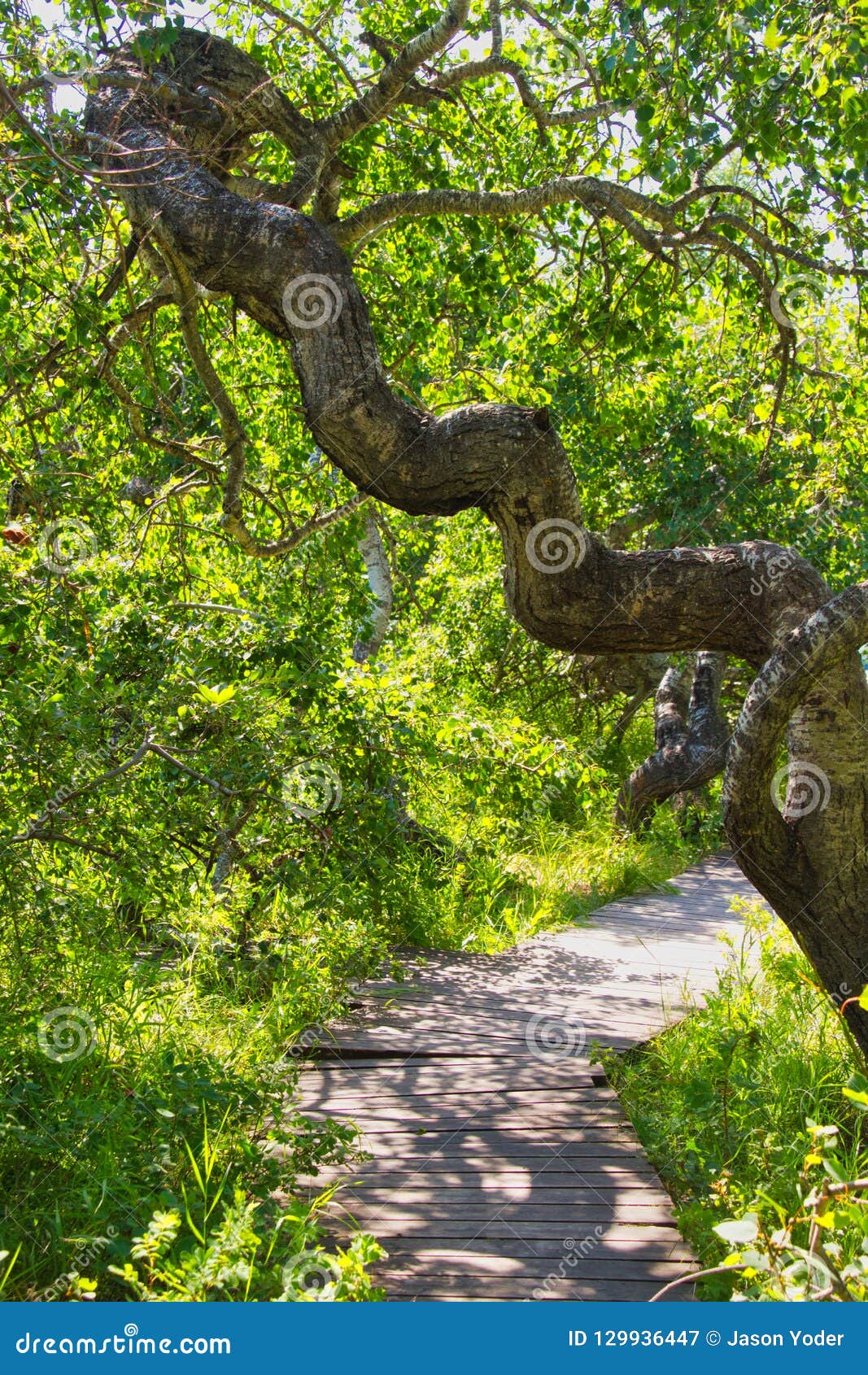 A Trail through the Crooked Bush of Saskatchewan Stock Image - Image of ...