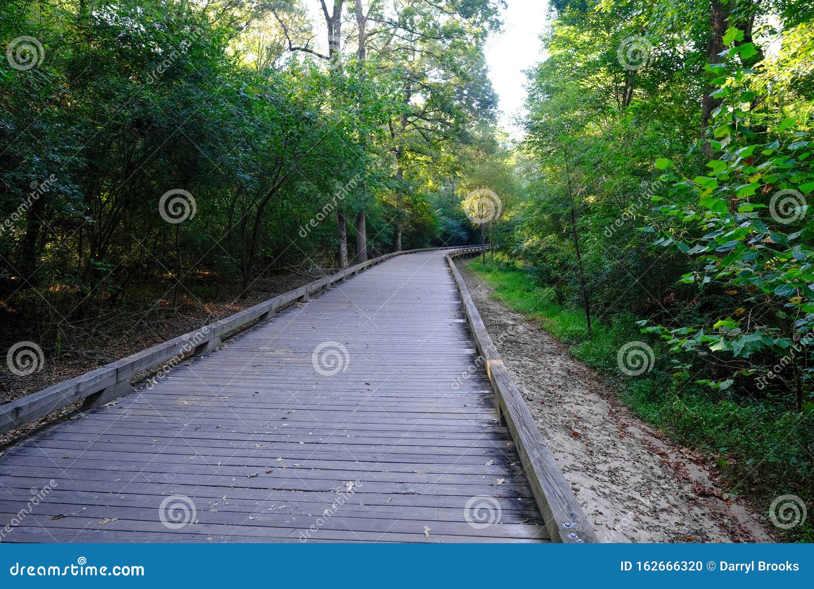 Trail Curving through Forest Stock Photo - Image of park, exercise ...