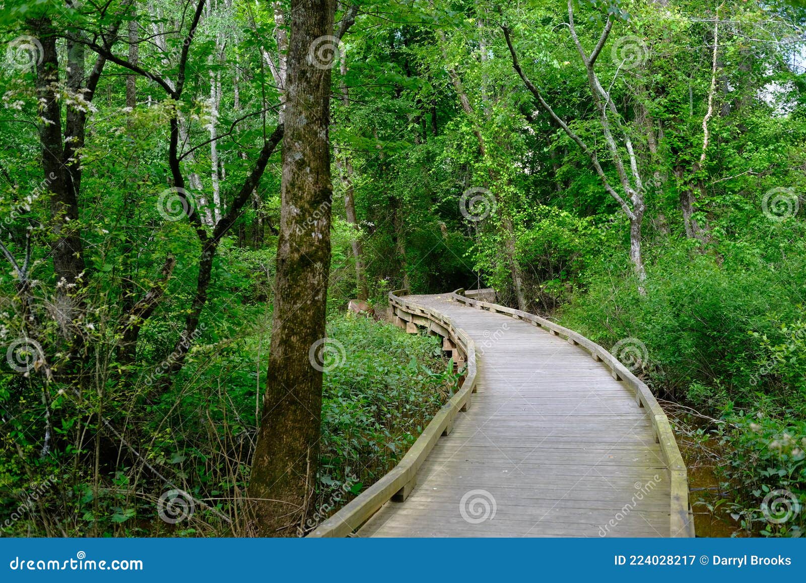 Trail Curving Past Tree stock image. Image of natural - 224028217