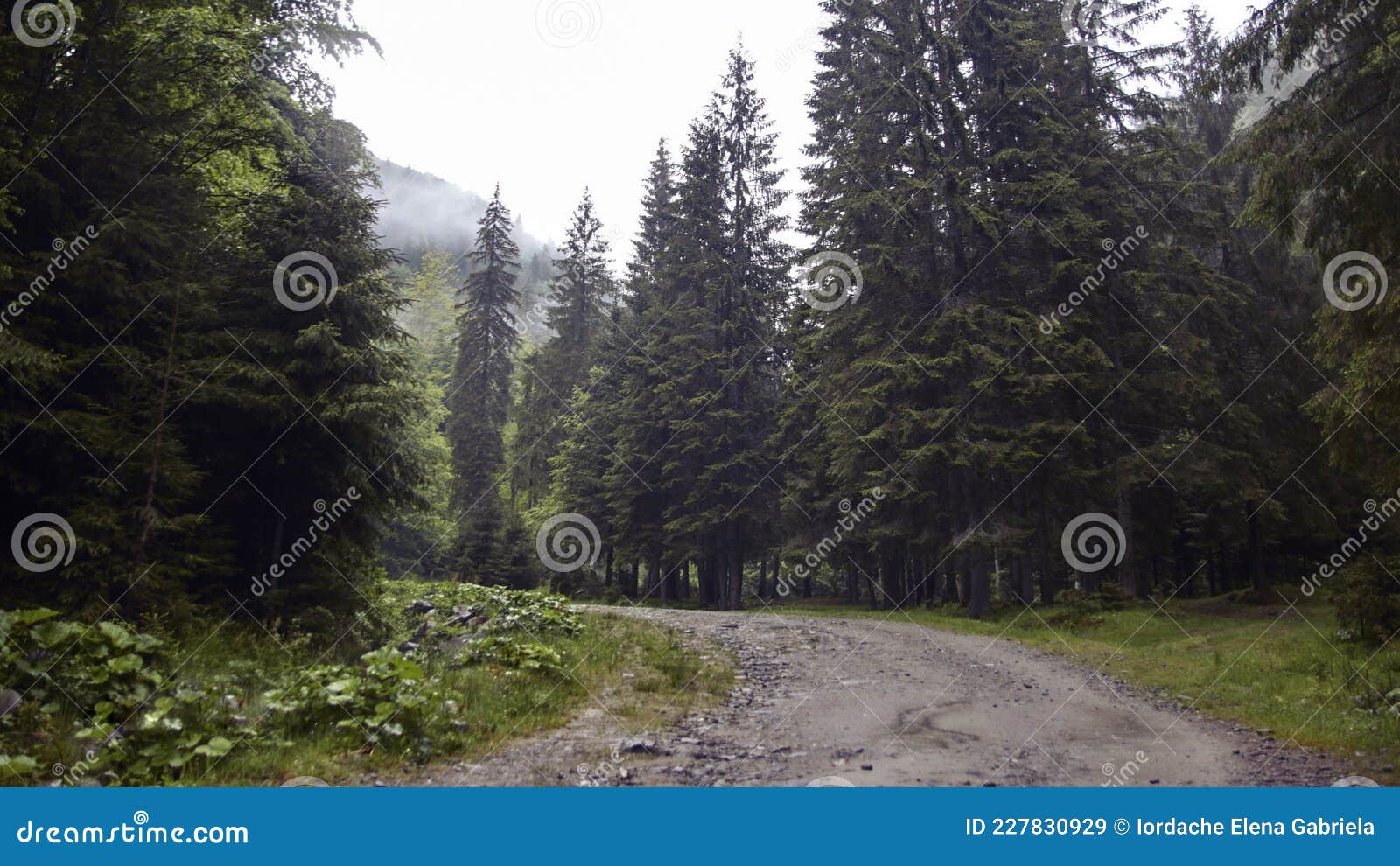Trail in the dark forest stock image. Image of nature - 227830929