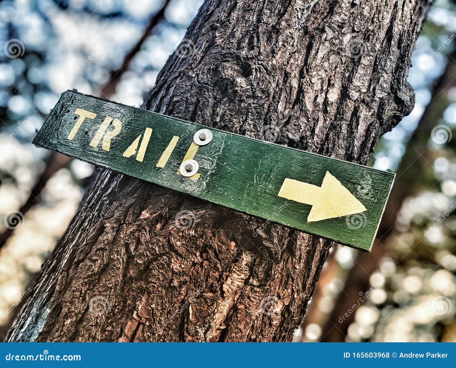 Trail Direction Arrow on Tree Pointing Stock Photo - Image of trail ...