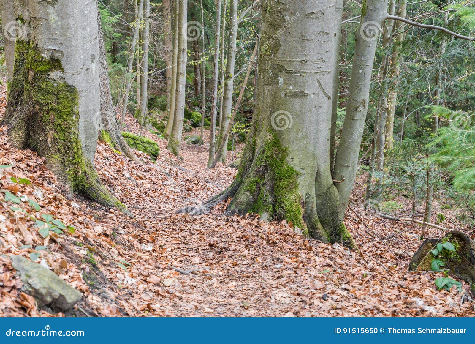 Trail or Dirt Track in a Forest Stock Photo - Image of enchanted, dirt ...