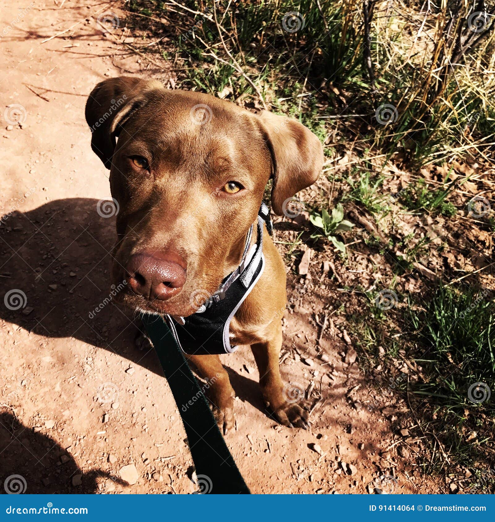 Trail Dog stock photo. Image of mountain, trail, utah - 91414064