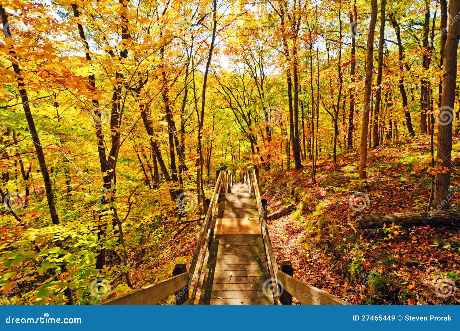 Trail into the Fall Forest stock image. Image of nature - 27465449