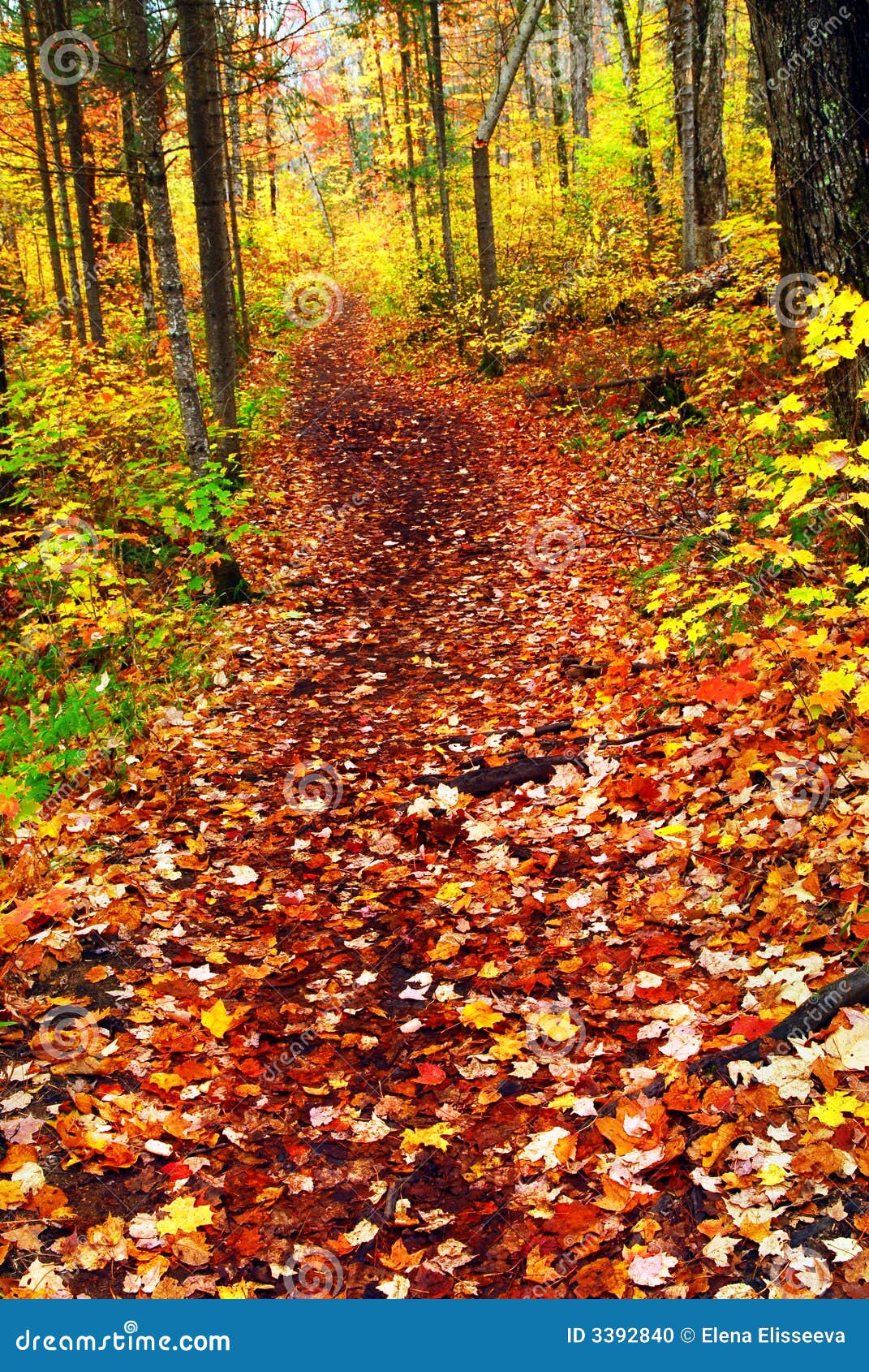 Trail in fall forest stock photo. Image of landscape, nature - 3392840
