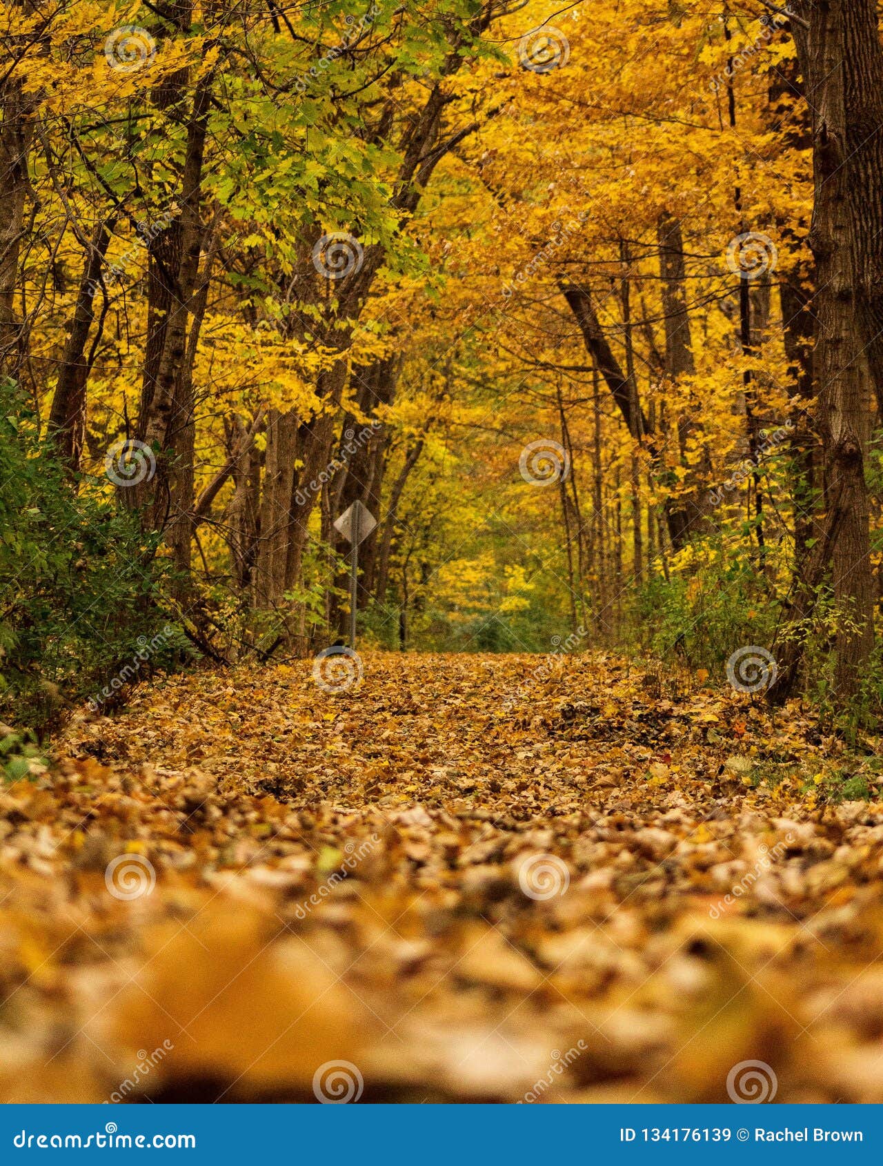 Fall leaves stock image. Image of landscape, trail, fall - 134176139
