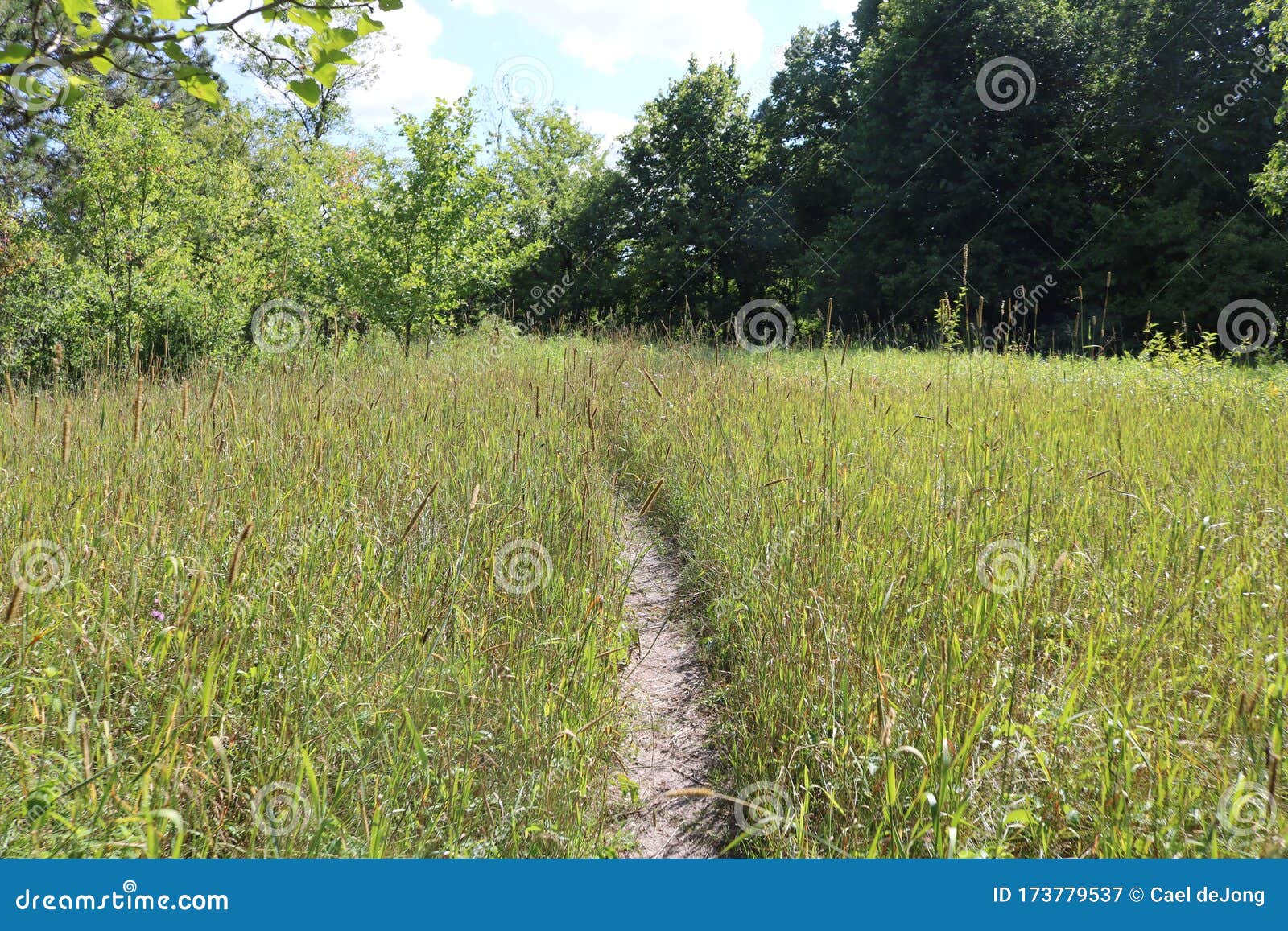 Trail through a Field in Michigan Stock Image - Image of grass, green ...