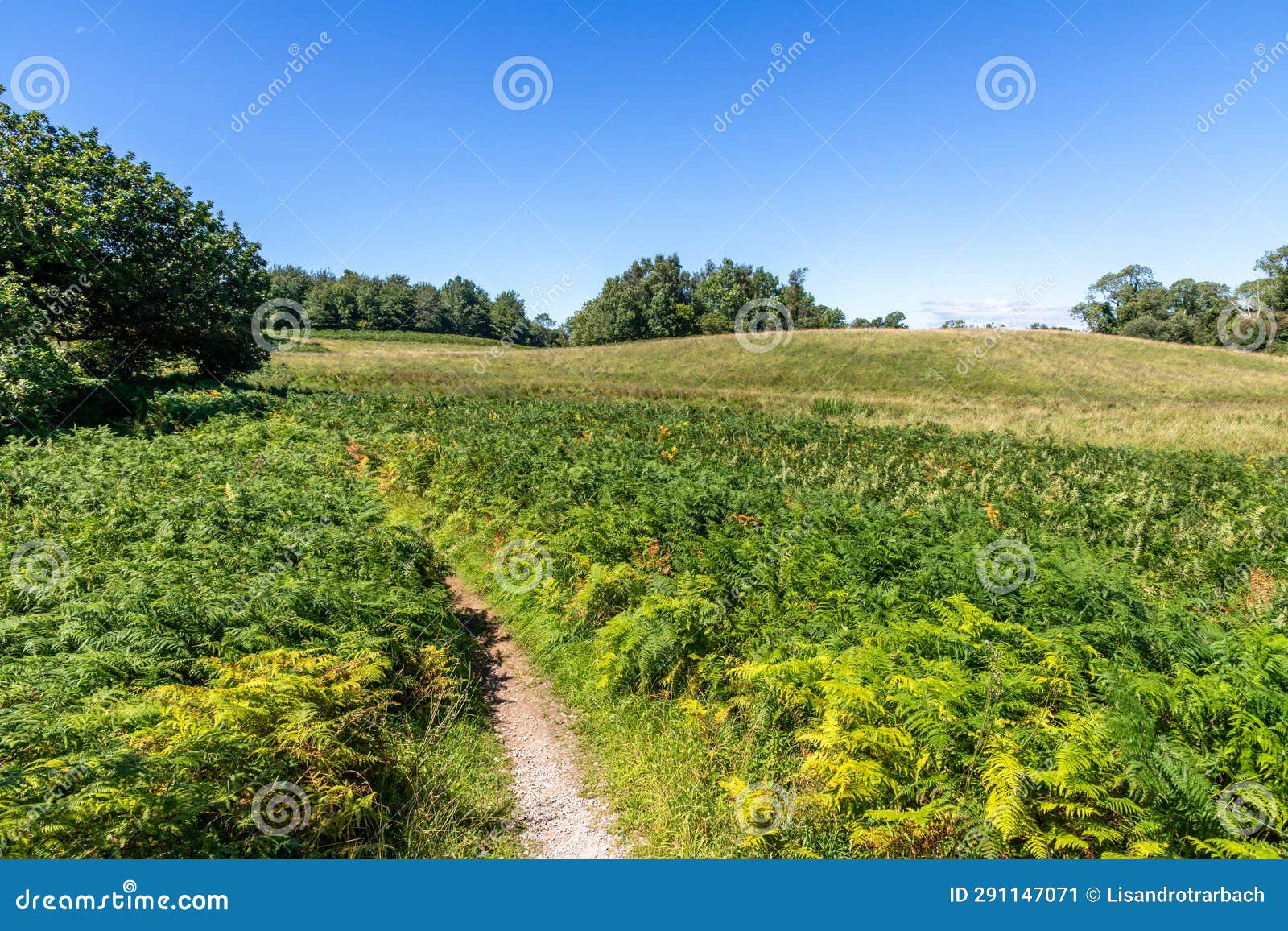 Trail in Fields with Ferns and Trees Stock Image - Image of path, kerry ...