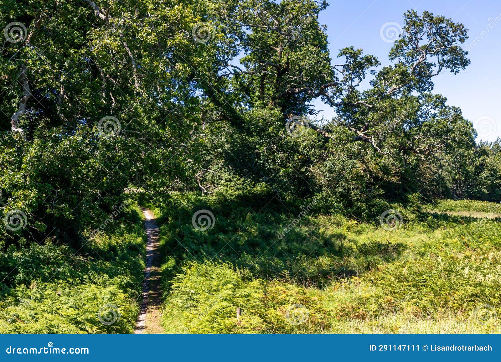 Trail in Fields with Ferns and Trees Stock Image - Image of hiking ...