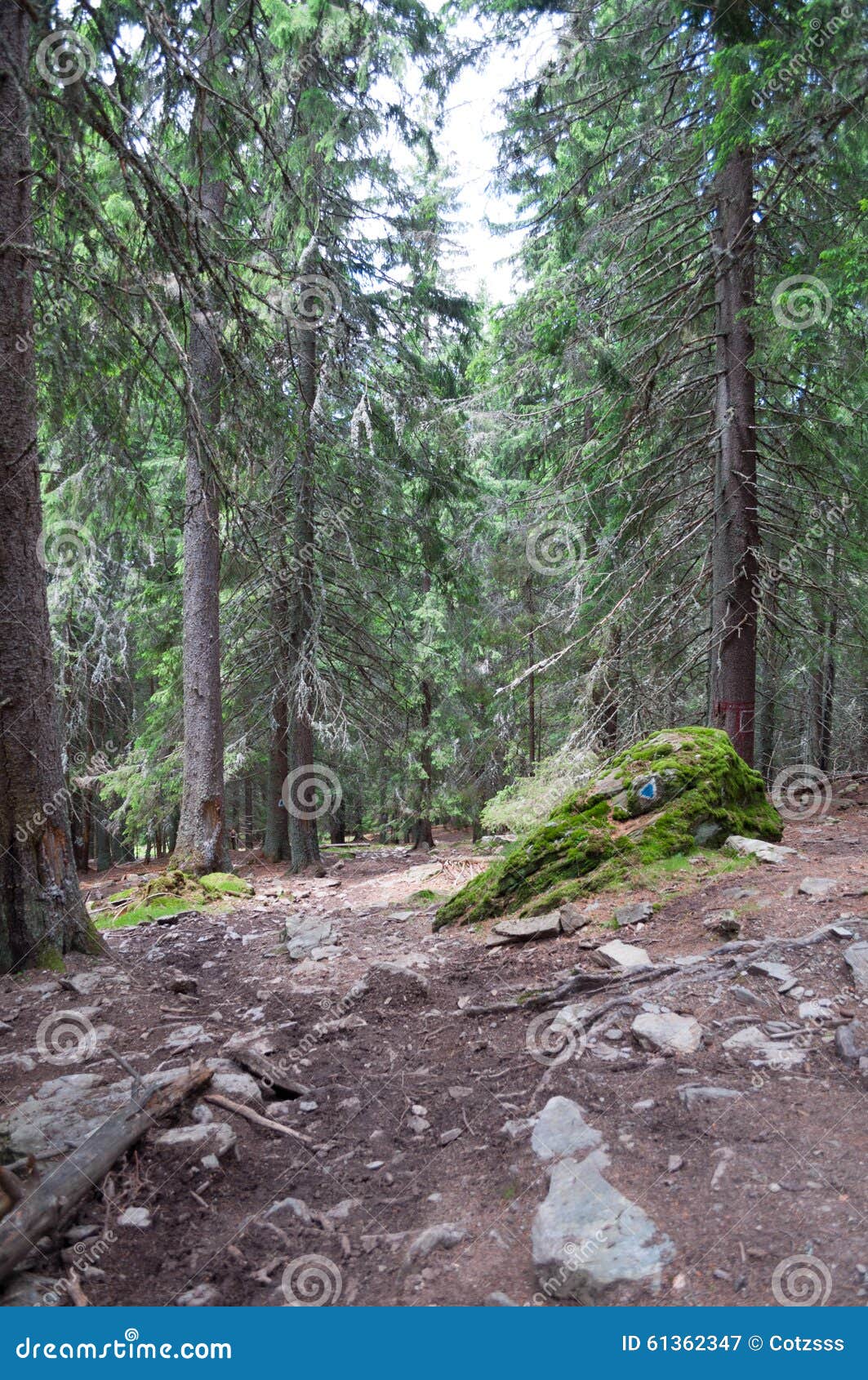 Trail and Fir Trees in the Forest Stock Image - Image of blue, clouds ...