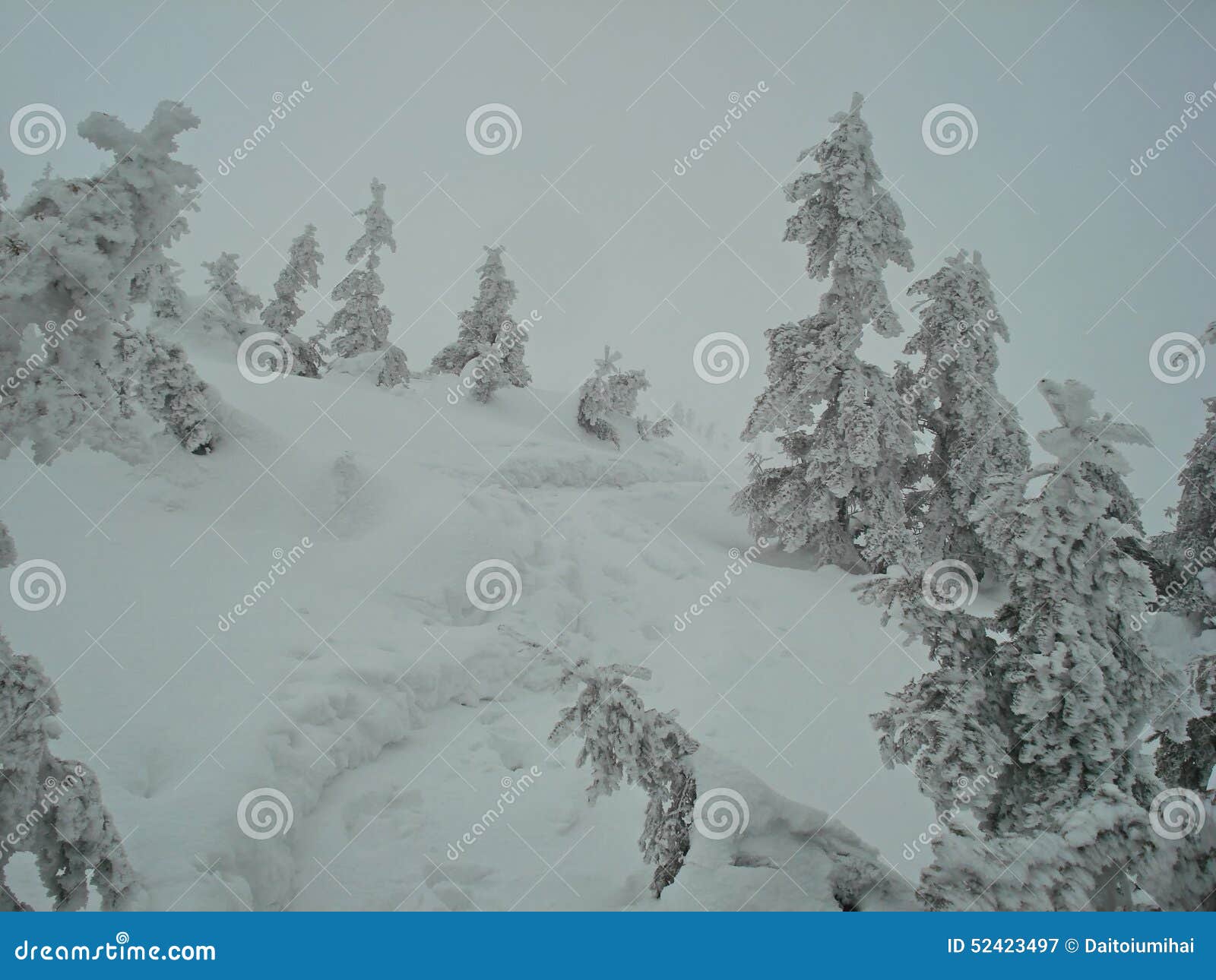 Trail between fir trees stock image. Image of snowed - 52423497