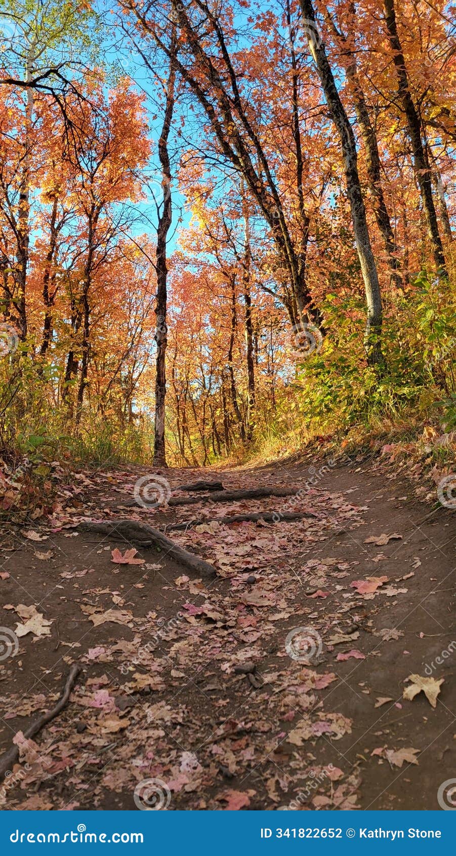 Trail into the Firey Forest. Beautiful Autumn Pathway Stock Photo ...