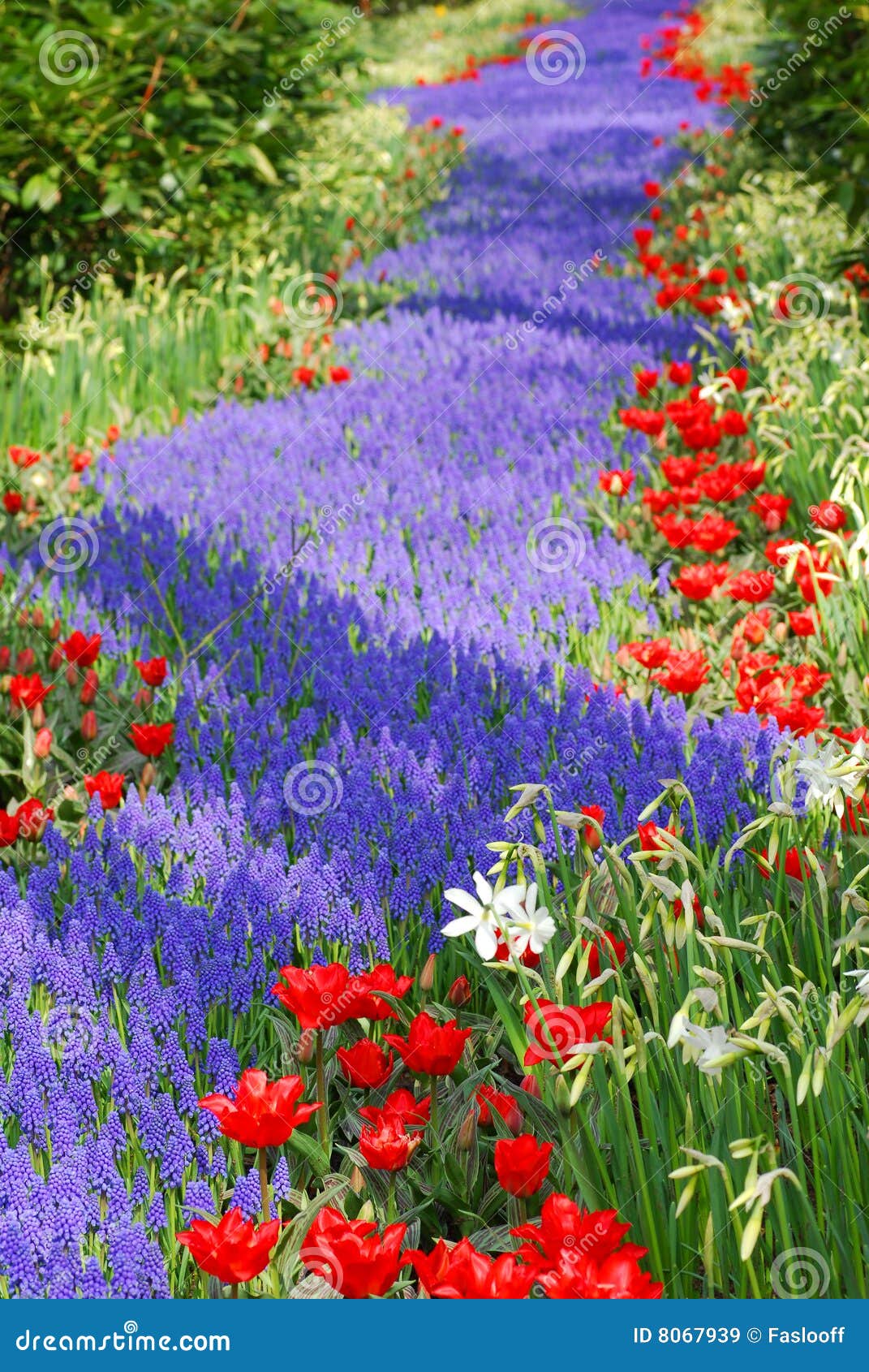 A trail of flower stock image. Image of floral, summer - 8067939