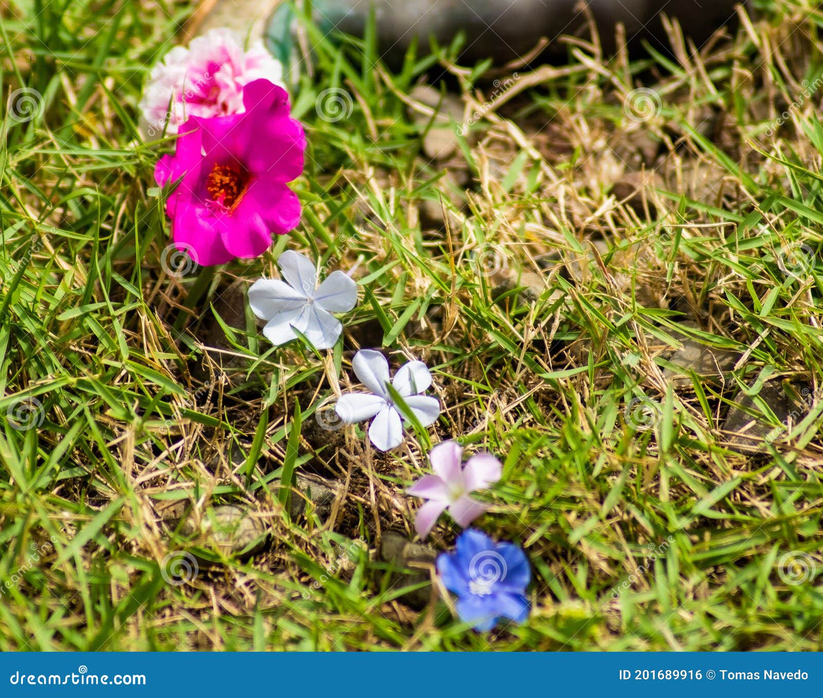 A Trail of Flowery Colors stock photo. Image of herb - 201689916