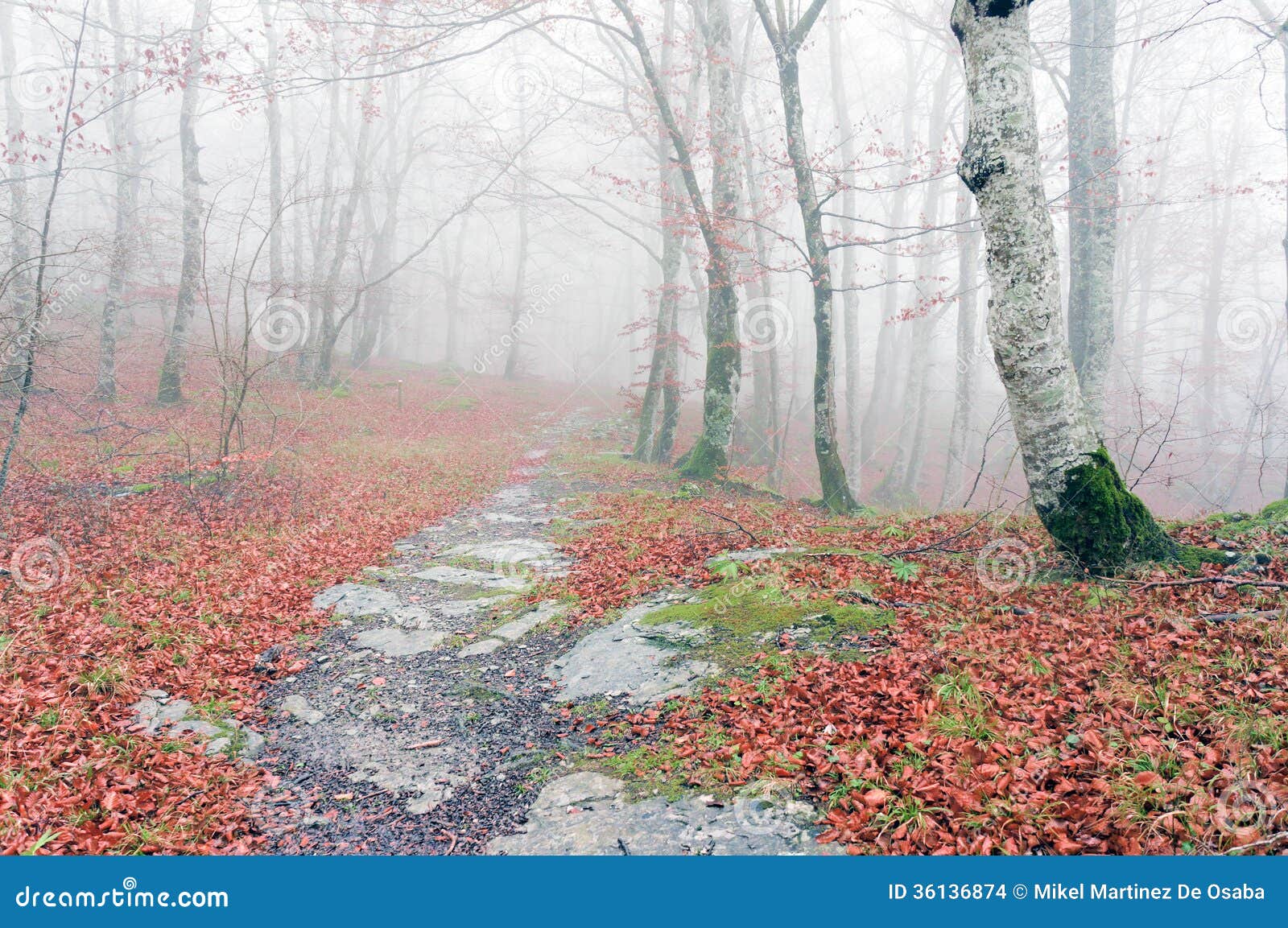Trail in Foggy Forest on Autumn Stock Photo - Image of tree, season ...