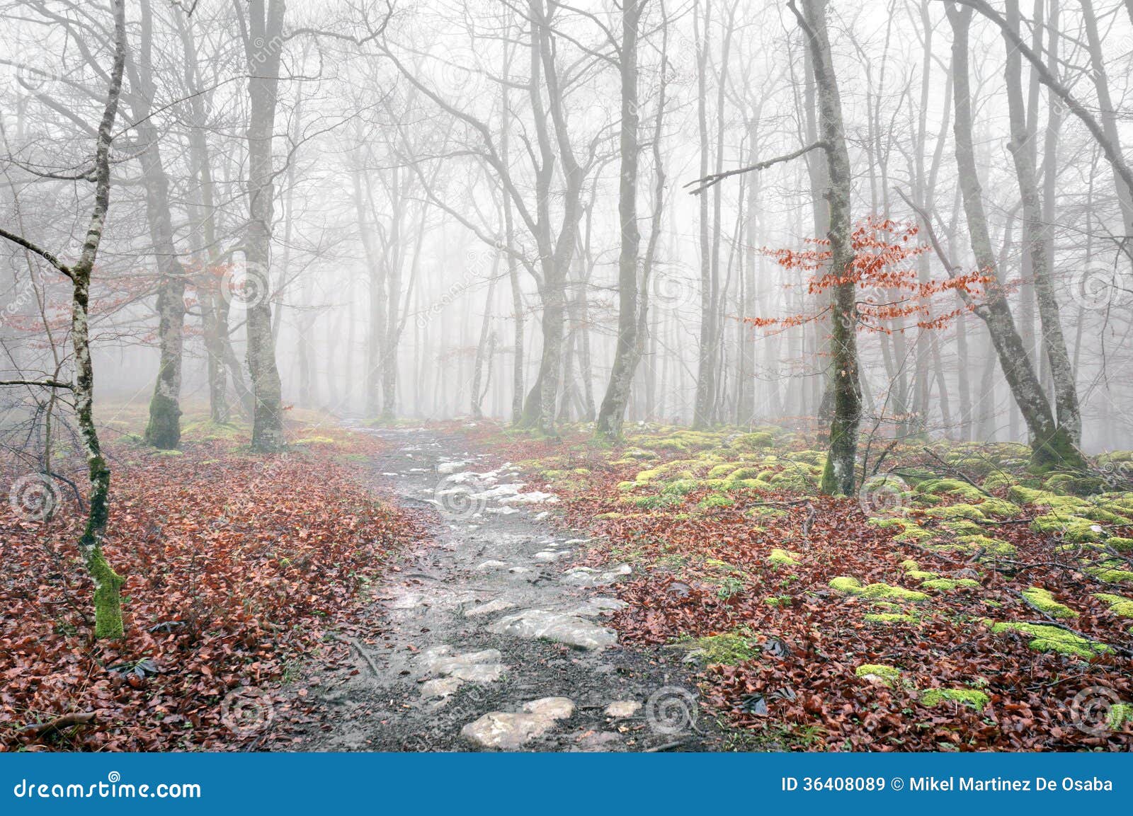 Trail in Foggy Forest on Autumn Stock Image - Image of morning, foggy ...
