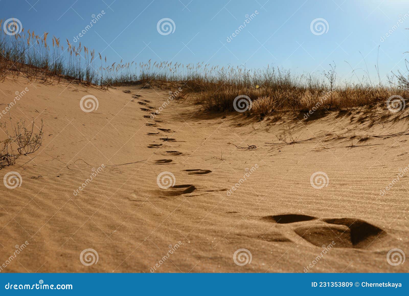 Trail of Footprints on Sand in Desert Stock Image - Image of sandy ...