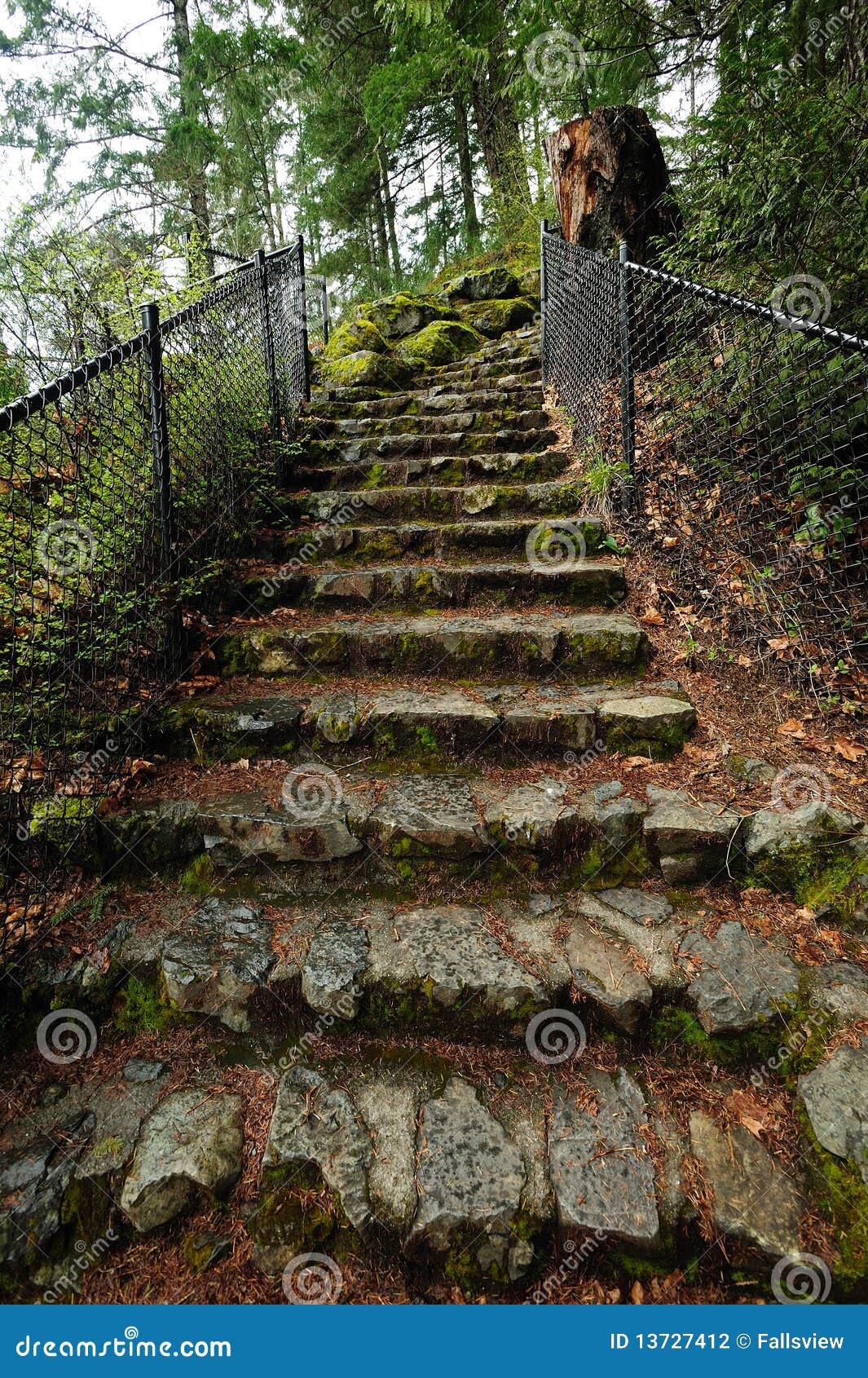 Trail in forest stock photo. Image of outdoor, beautiful - 13727412
