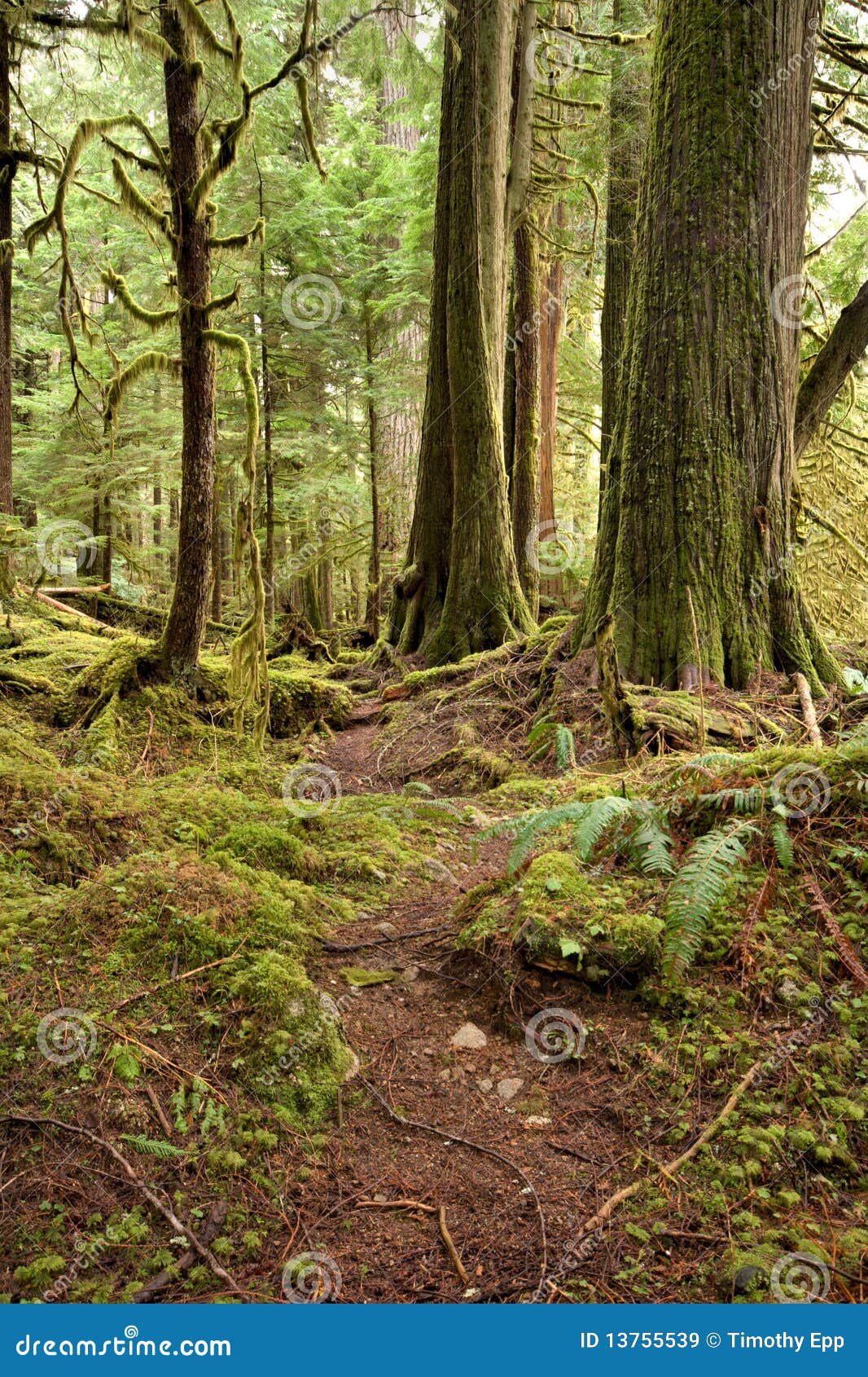Trail through forest stock image. Image of path, mossy - 13755539