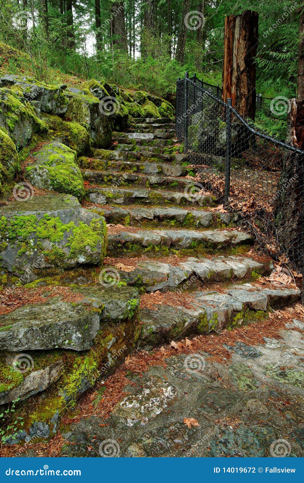 Trail in forest stock photo. Image of bush, path, potholes - 14019672