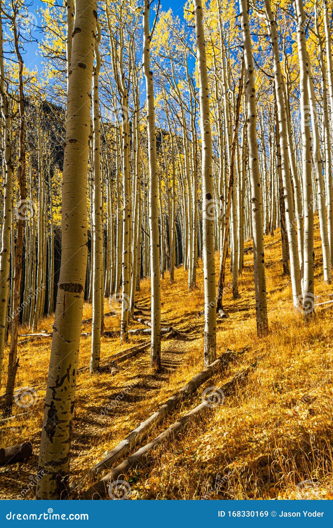 A Trail through a Forest of Aspen Trees Stock Image - Image of coconino ...