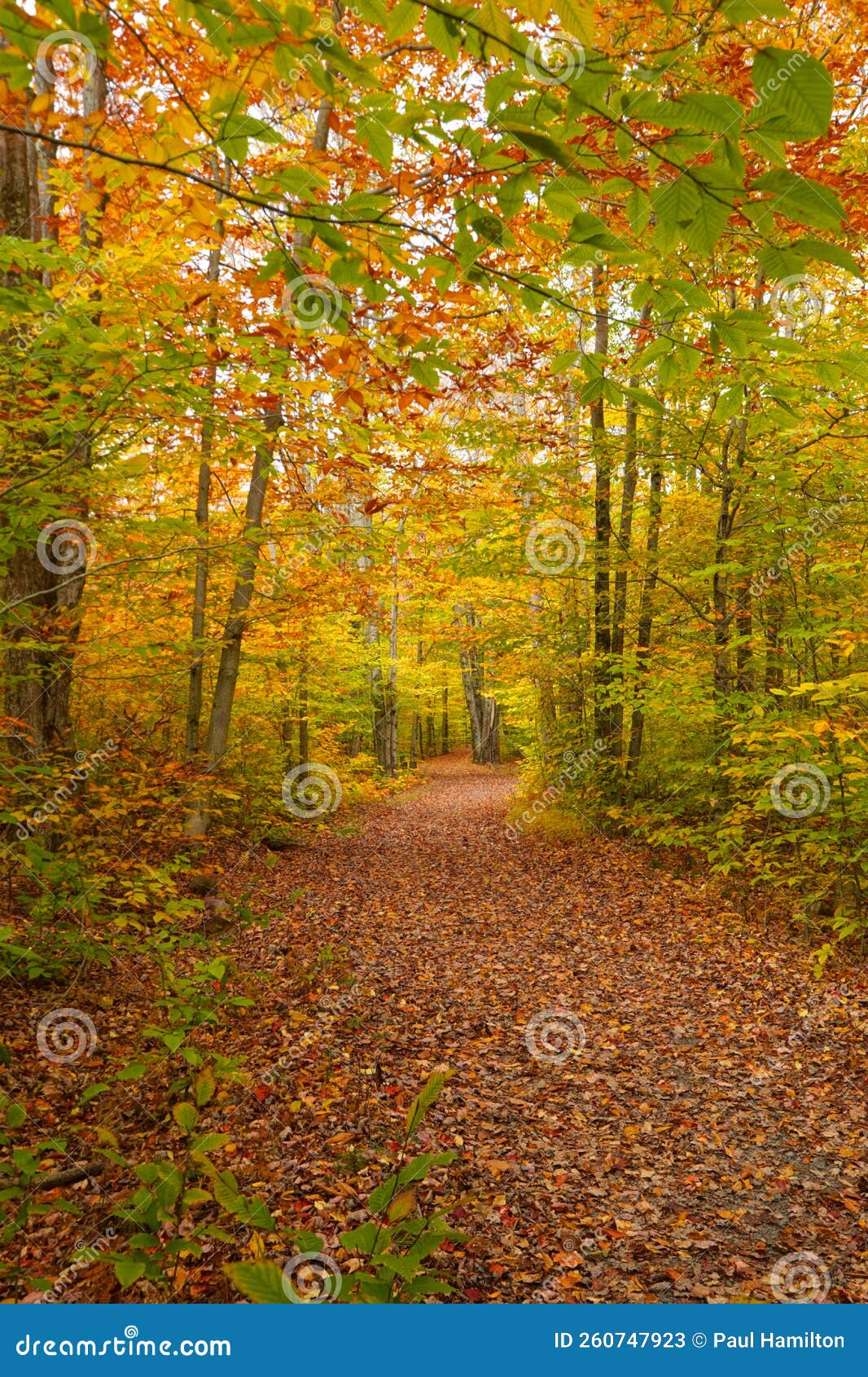 Trail into a Forest in Autumn Stock Image - Image of environment ...