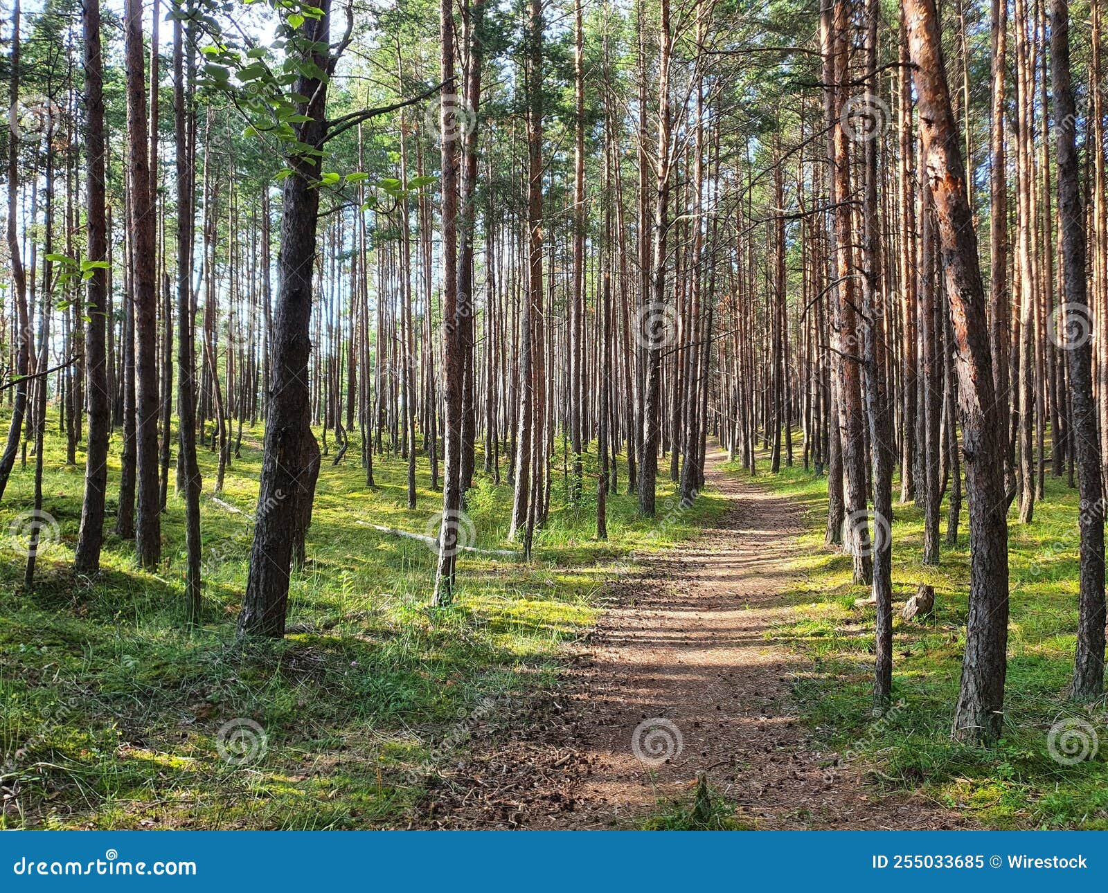 Trail in a Forest during Day Time Stock Image - Image of wallpaper ...