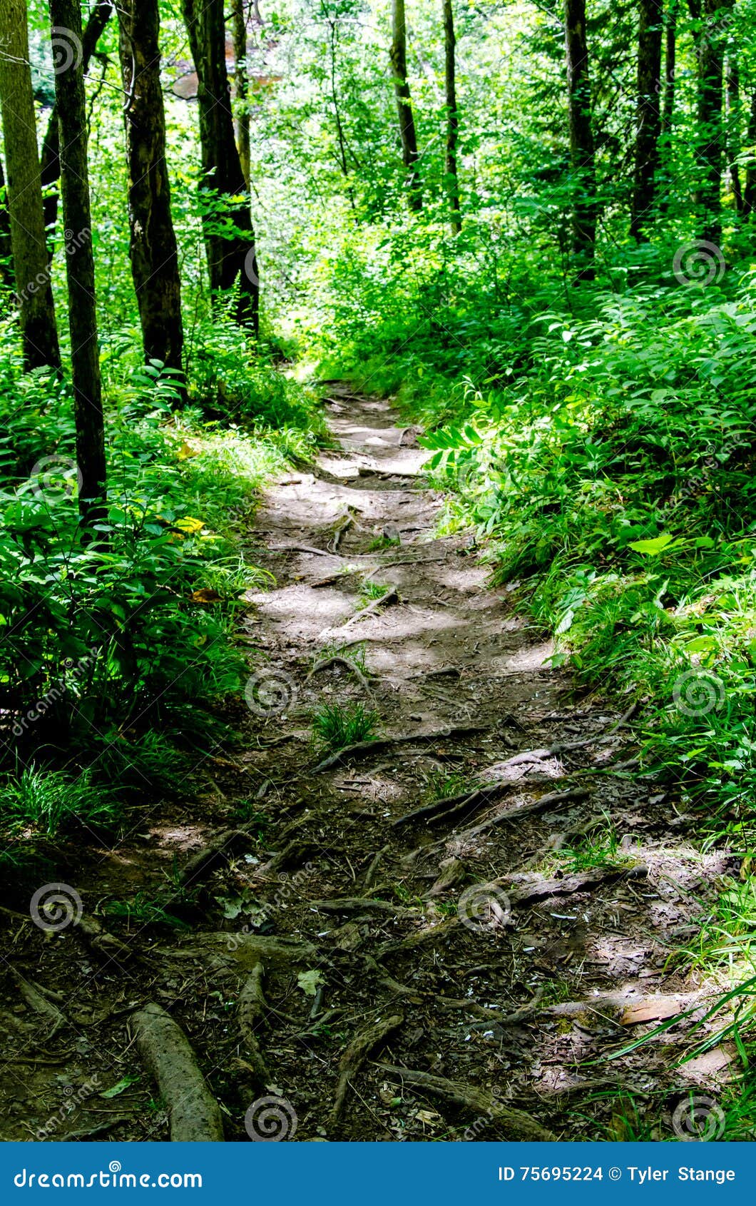 Trail through the Forest stock photo. Image of ontario - 75695224
