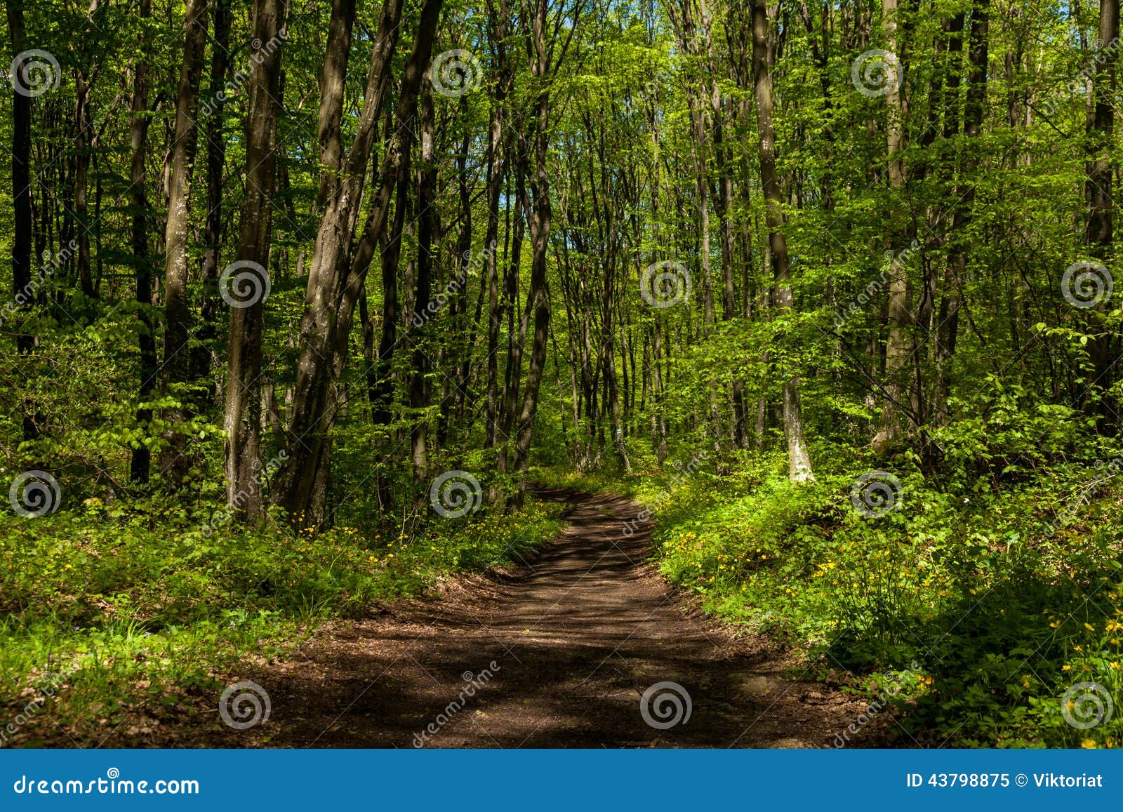 Trail in the forest stock image. Image of park, redwood - 43798875