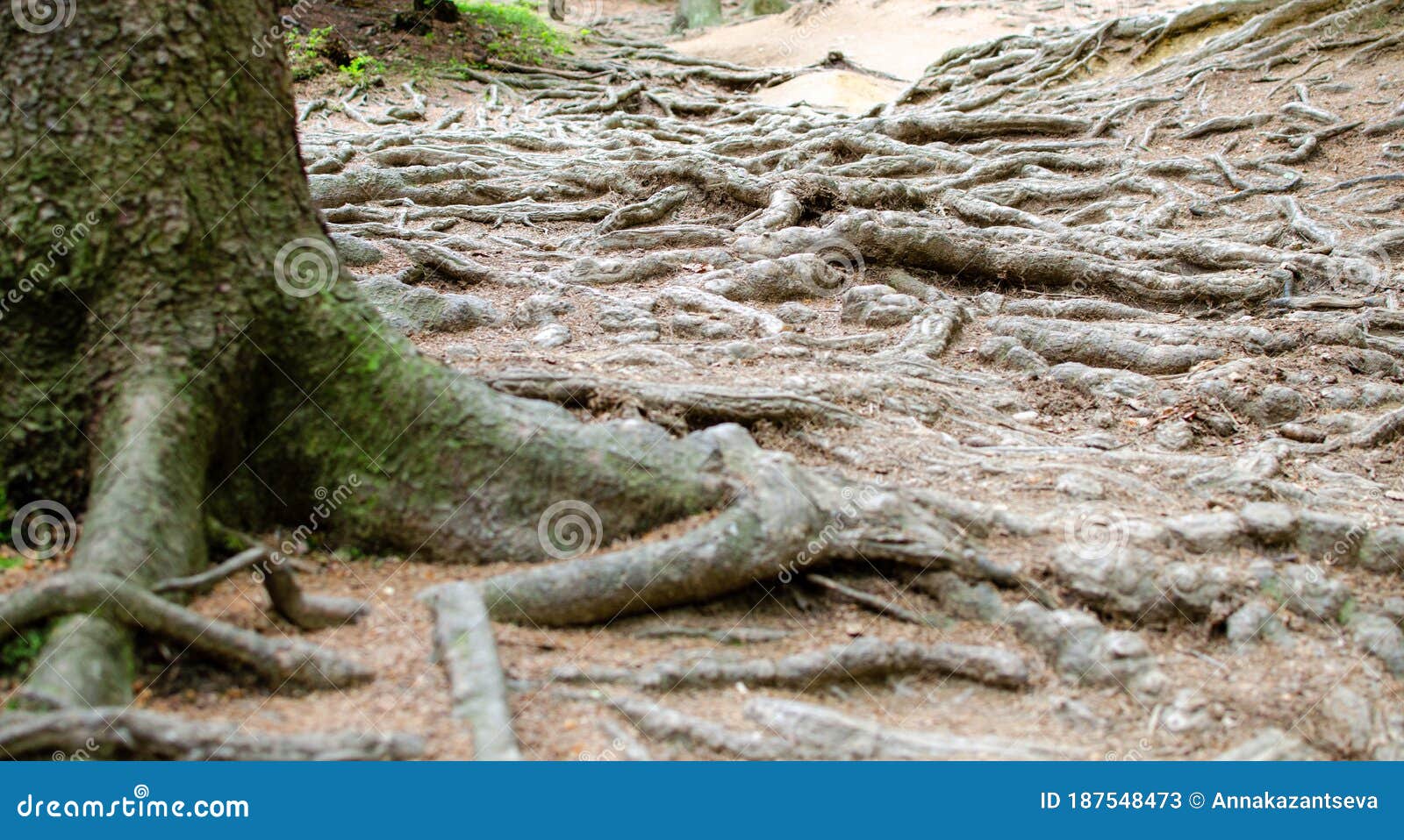 Trail in the Forest Made of Bare Tree Roots. a Lot of Bare Tree Roots ...