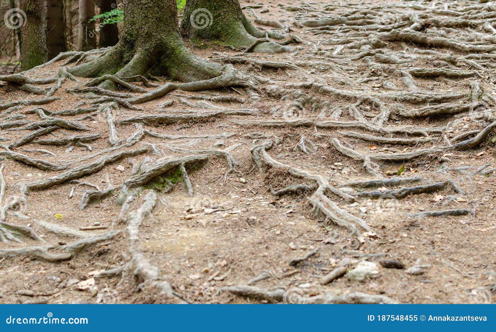 Trail in the Forest Made of Bare Tree Roots. a Lot of Tree Roots on the ...