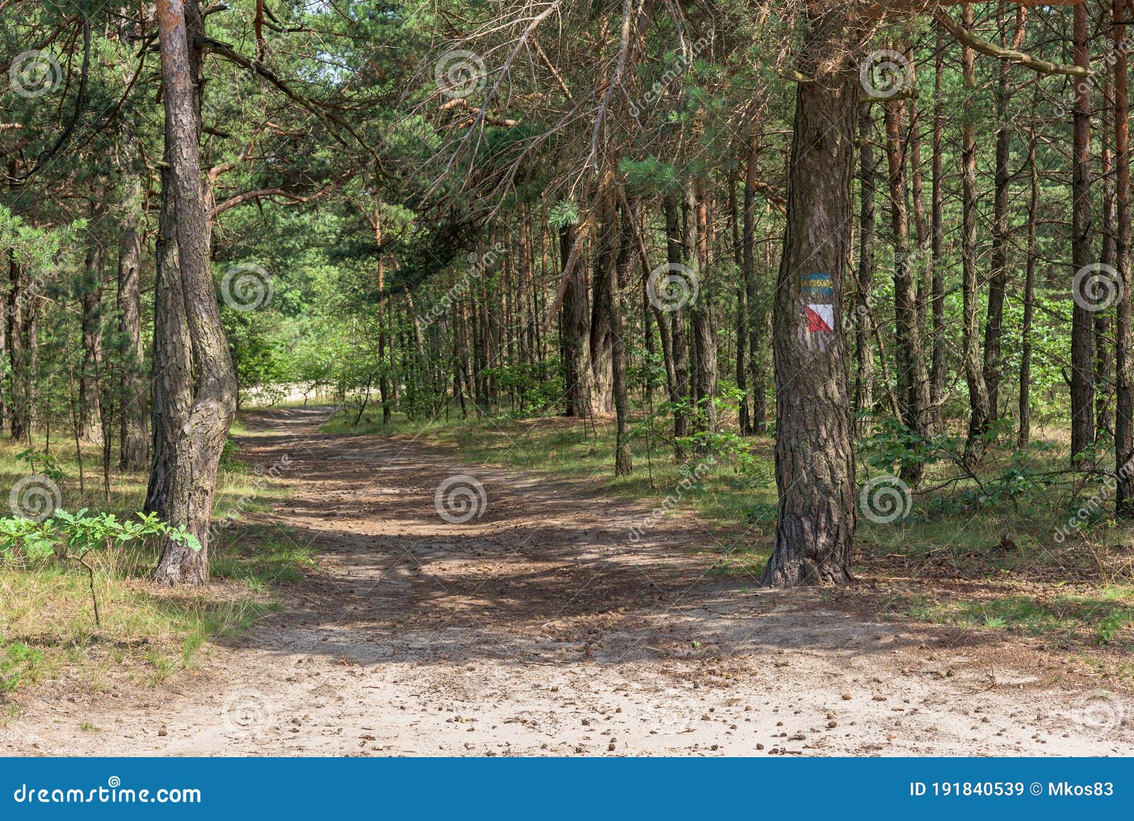 Trail in Forest Marked on the Tree Stock Image - Image of sunlight ...