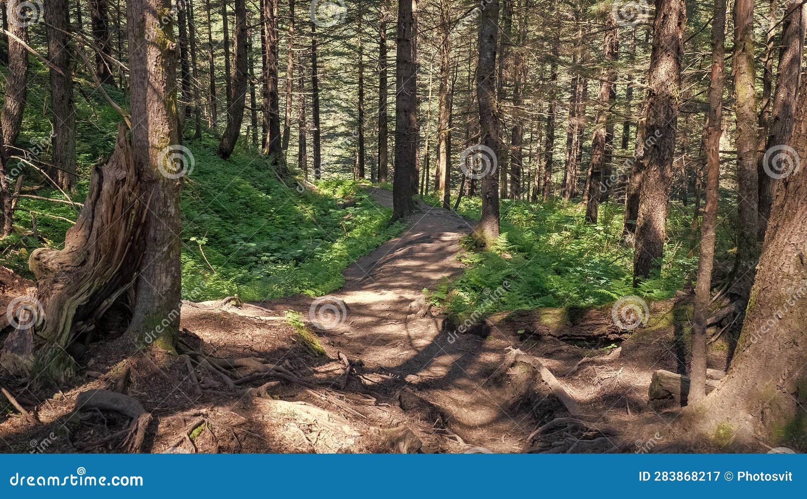 Trail in the Forest. Trail Mountain Path. Empty Trail Pathway Stock ...
