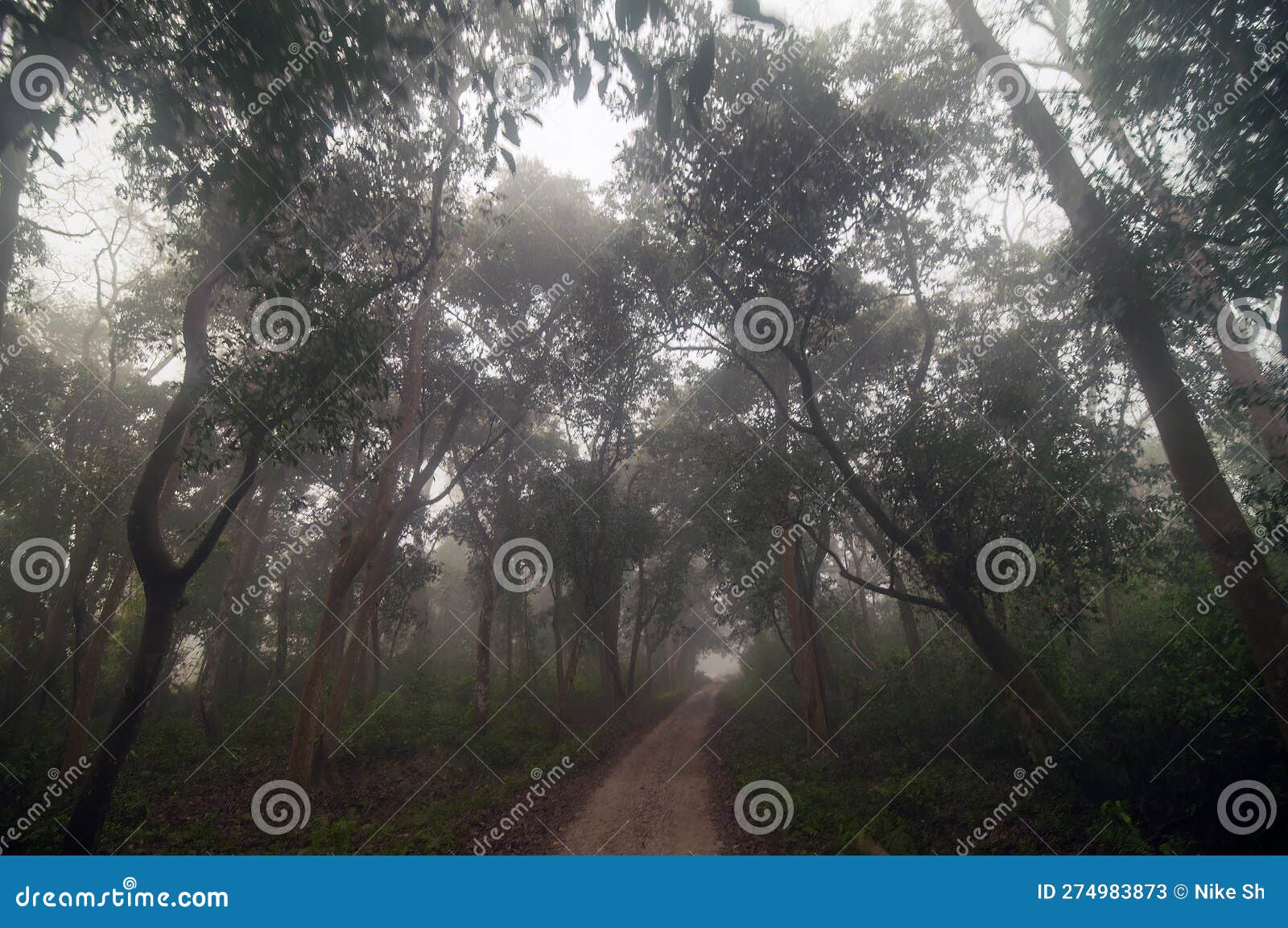 Trail in a forest stock image. Image of road, foliage - 274983873