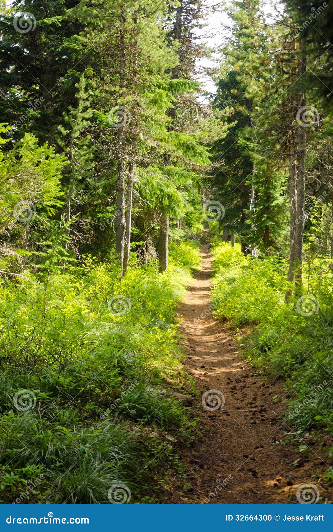 Trail through Forest stock photo. Image of green, season - 32664300