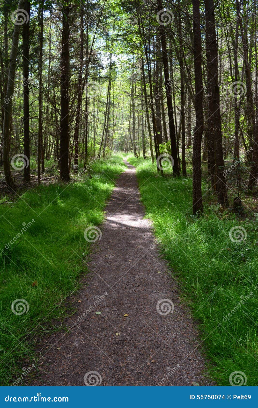 Trail through a forest stock photo. Image of woodland - 55750074