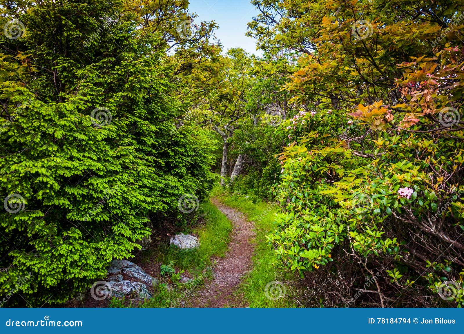 Trail through a Forest in Shenandoah National Park, Virginia. Stock ...