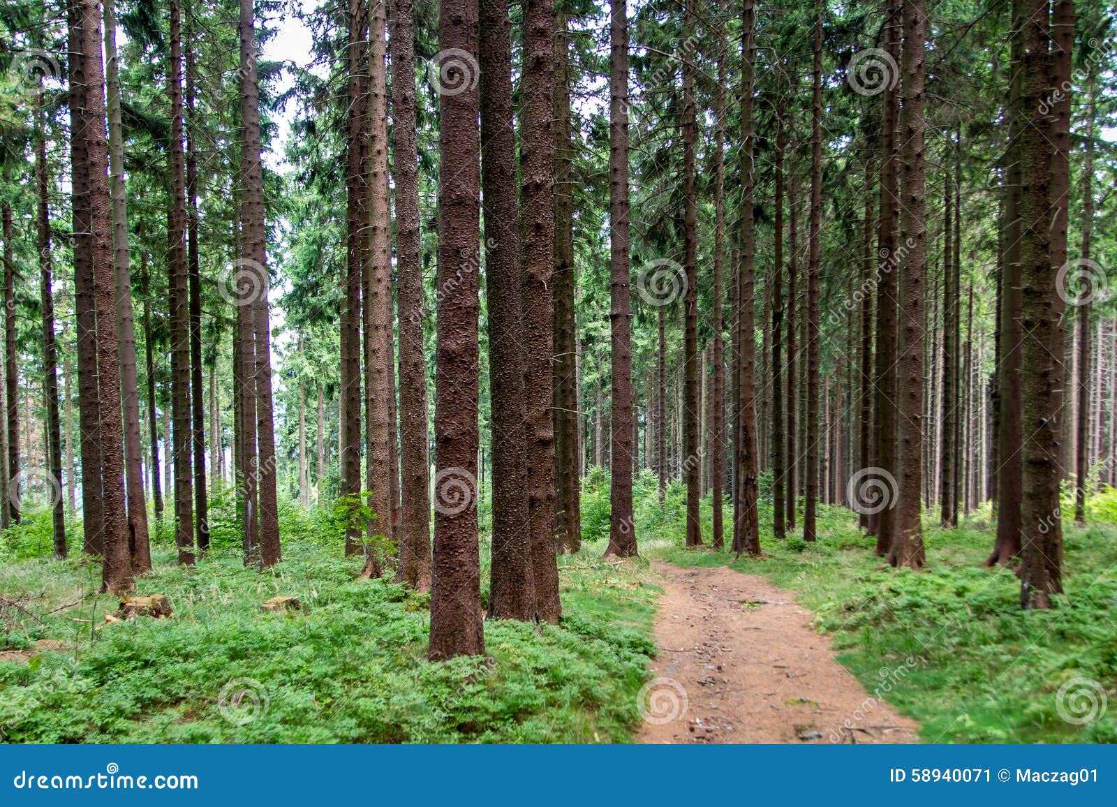 Trail in a forest stock image. Image of natural, forest - 58940071