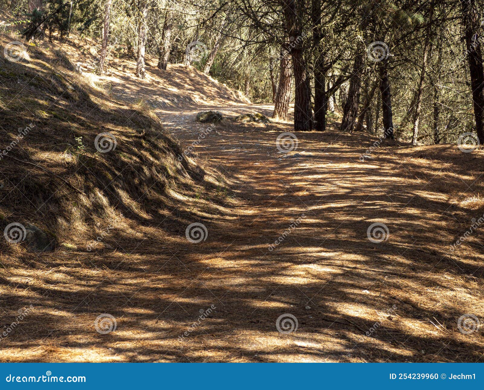 Trail in a Forest Surrounded by Trees in Summertime Stock Photo - Image ...