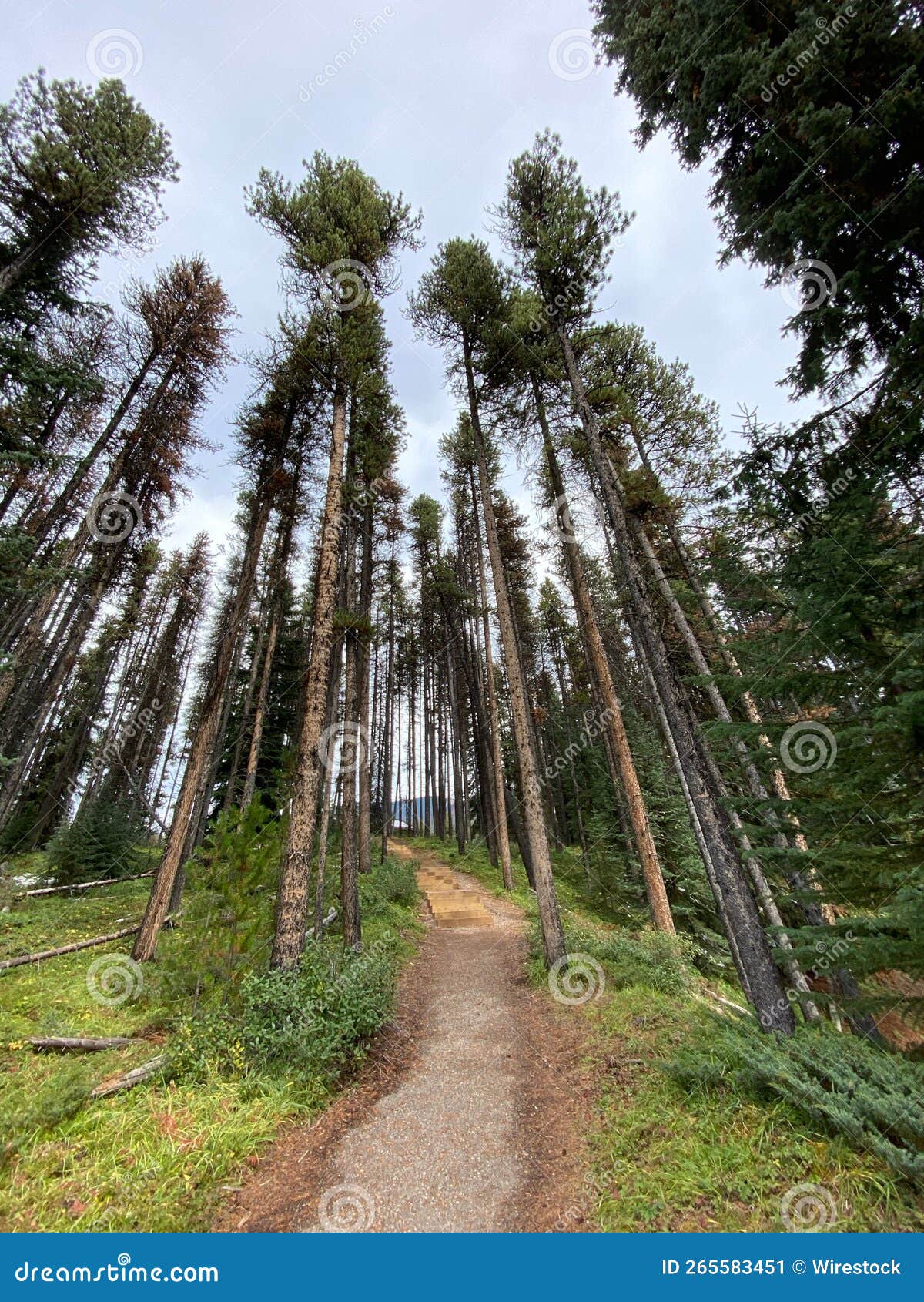 Trail in a Forest with Tall Trees Stock Image - Image of trees, foliage ...