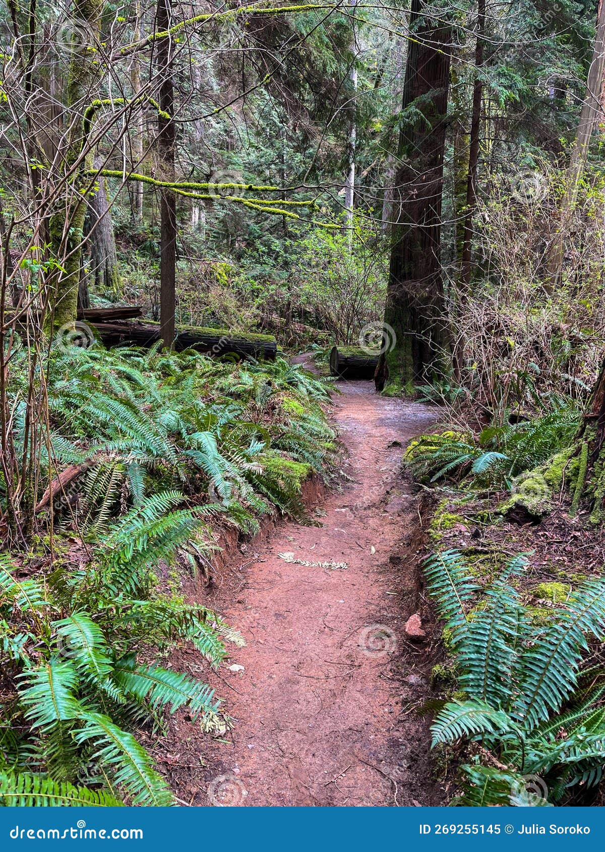 A Trail in a Forest Thicket with a Large Amount of Vegetation Stock ...