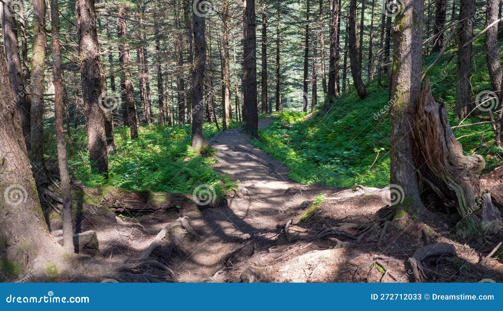 Trail in the Forest. Trail Mountain Path. Empty Trail Pathway Stock ...