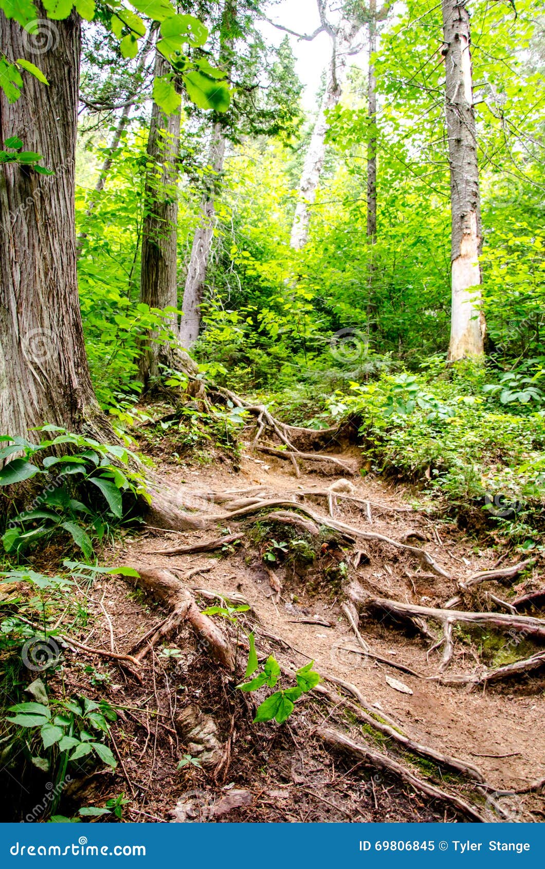 Trail through a Forest stock image. Image of birch, environment - 69806845