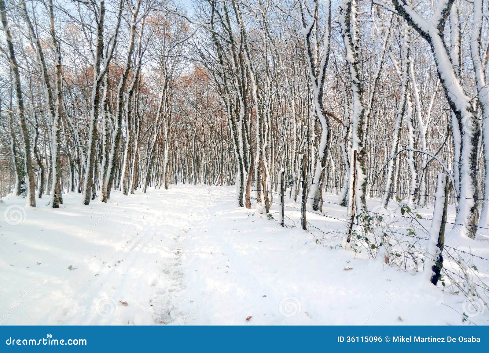 Trail with Frozen Tree Trunks on Winter Stock Photo - Image of shadow ...