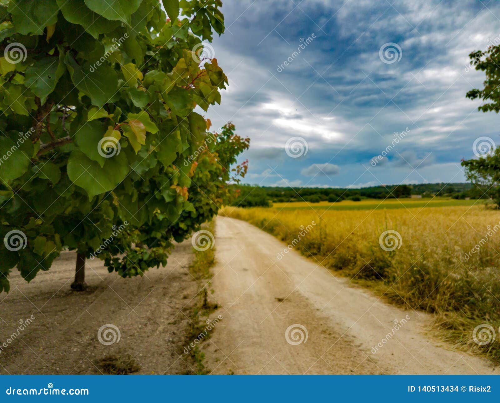 Trail between fruit trees stock photo. Image of cloud - 140513434
