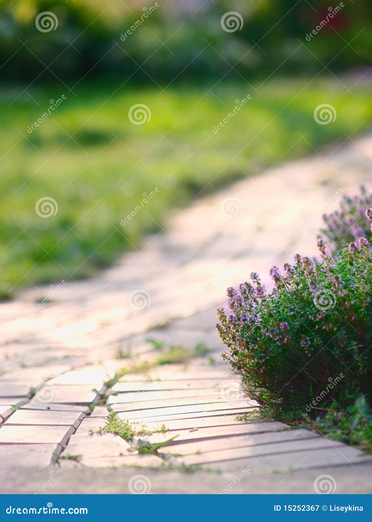 2,237 Trail Pebble Stock Photos - Free & Royalty-Free Stock Photos from ...