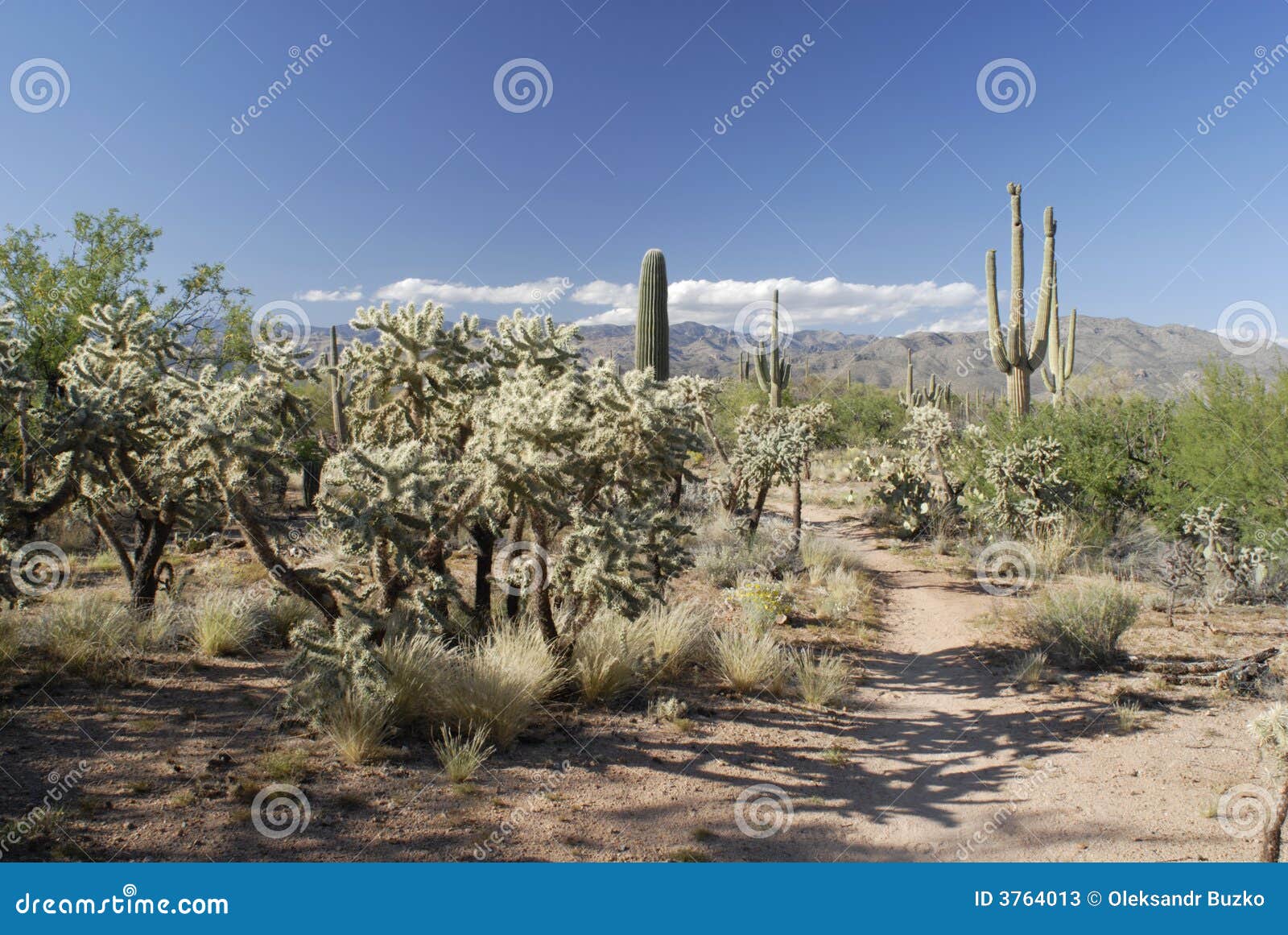 Trail in Giant Saguaro Cactus Forest Stock Image - Image of saguaro ...