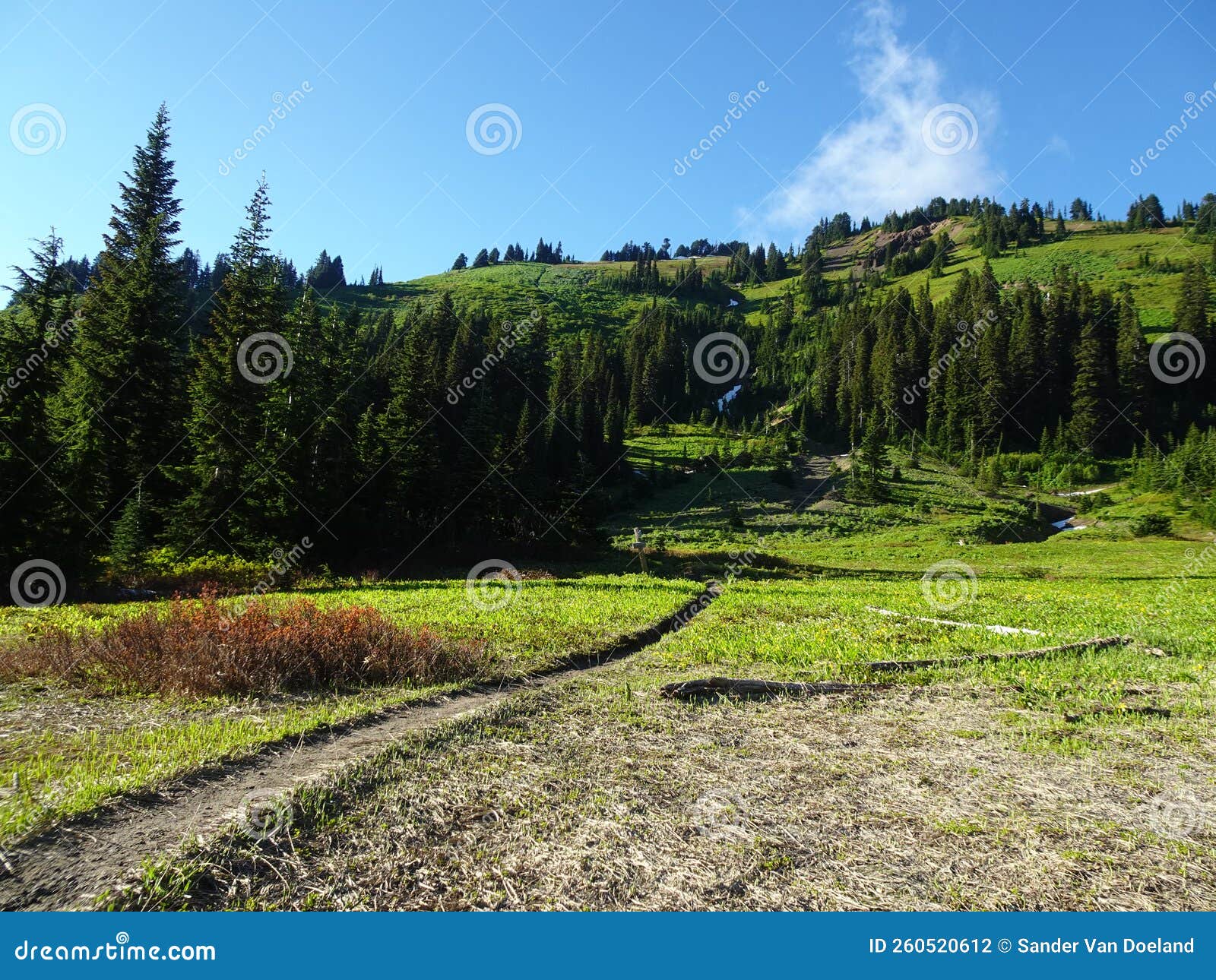 Trail Going Off into the Green Forest Stock Photo - Image of washington ...