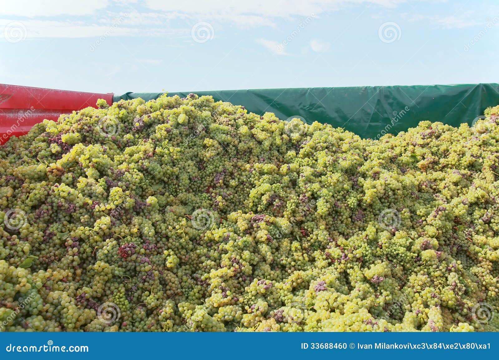 Trail of grapes stock photo. Image of agriculture, milankovic - 33688460